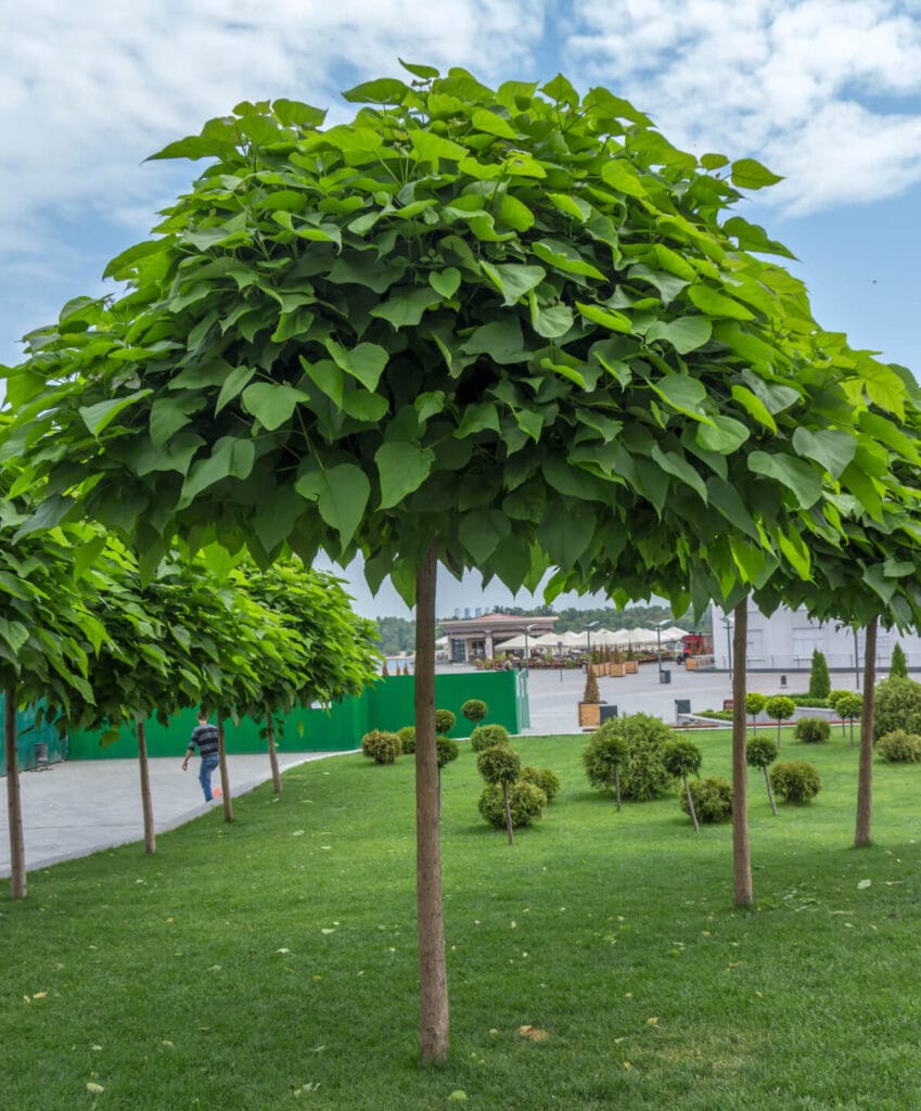 Katalpa w ogrodzie – czy warto ją sadzić i jak o nią dbać?
